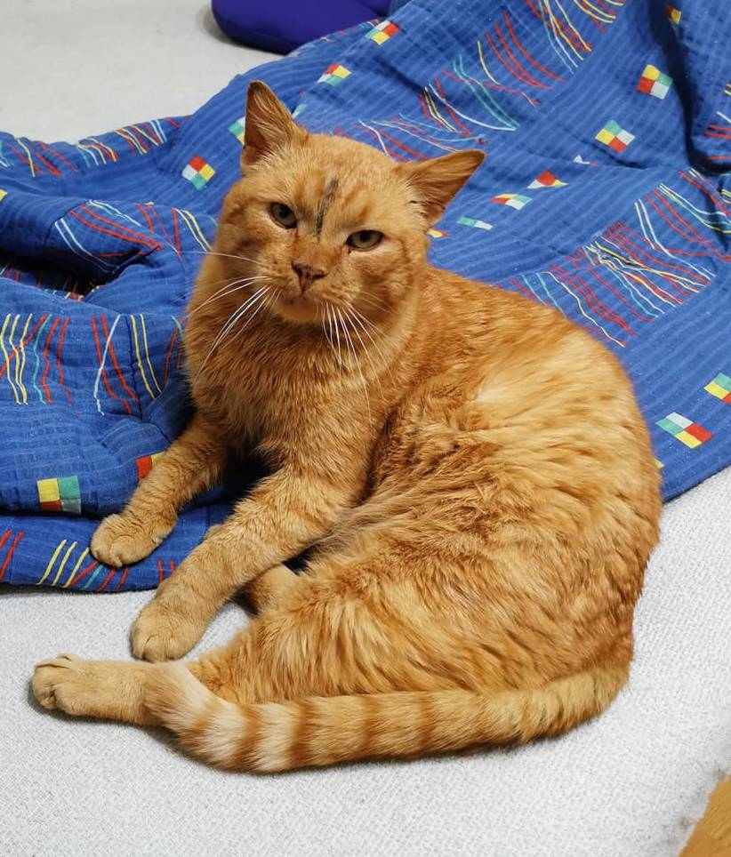 Семь кошек живут на руинах пятиэтажки - Пристроенные кошки - Форум Пес ...